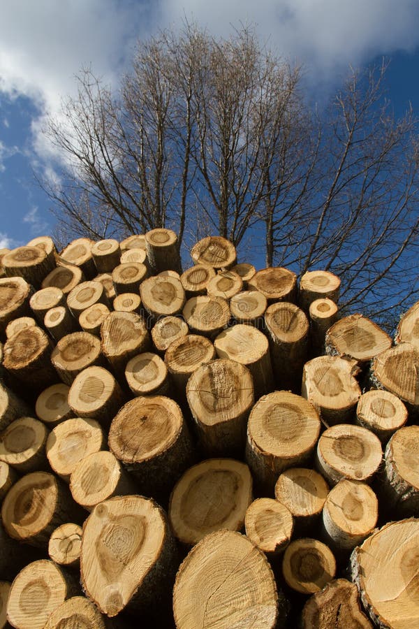 Stack of sawn tree trunks stock image. Image of nature - 30969421