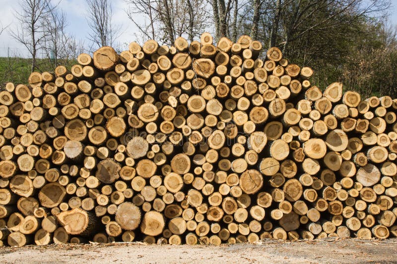 Stack of sawn tree trunks stock image. Image of nature - 30969421