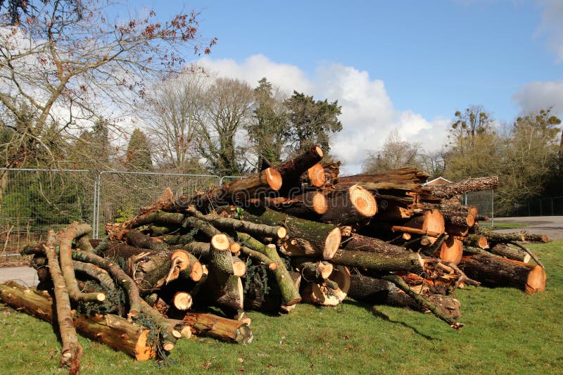 A Stack of Sawn Wood after a Storm Damaged Tree is Cleared. Stock Photo ...
