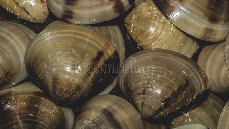 Stack of sea shells stock photo. Image of seafood, diet - 115350612