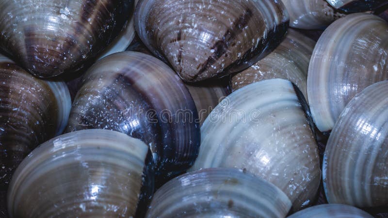 Stack of sea shells stock image. Image of market, delicacy - 115350633