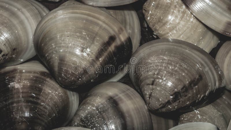 Stack of sea shells stock image. Image of beach, aquatic - 115350637