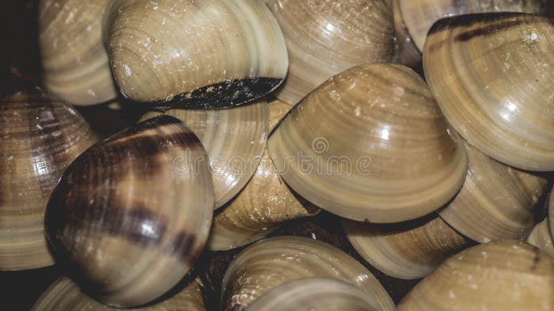 Stack of sea shells stock image. Image of delicacy, nature - 115350649