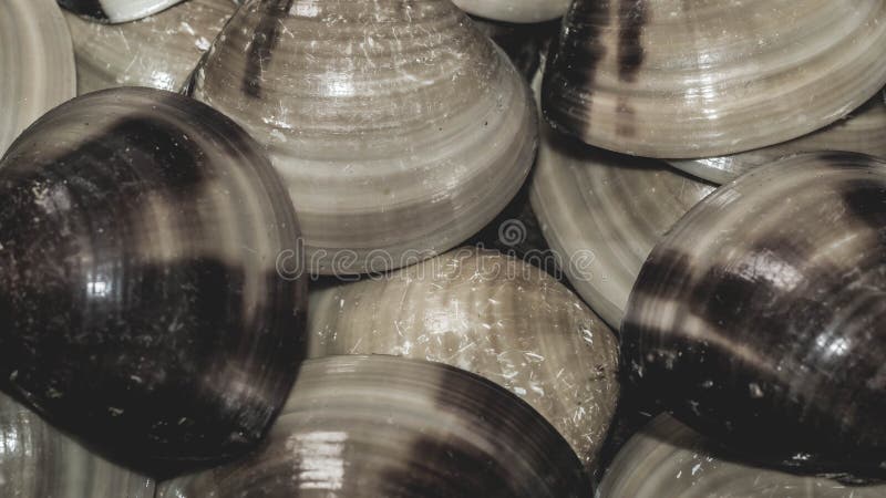 Stack of sea shells stock photo. Image of culinary, brown - 115350652