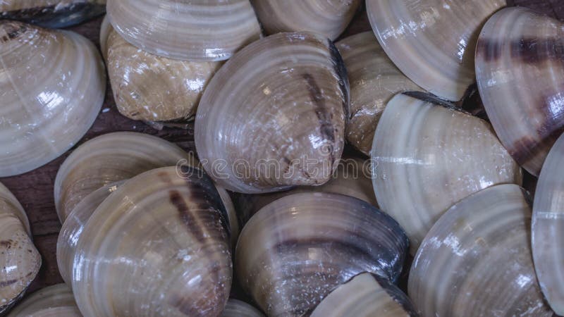 Stack of sea shells stock photo. Image of seafood, fresh - 115350592