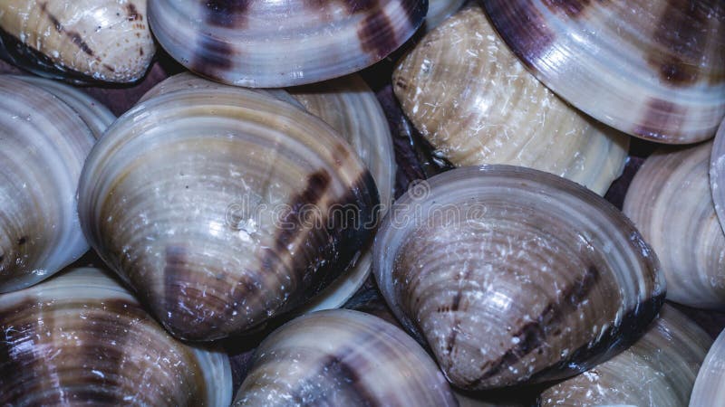 Stack of sea shells stock image. Image of market, background - 115350609