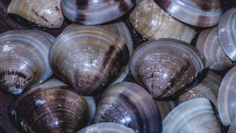 Stack of sea shells stock photo. Image of marine, market - 115350634