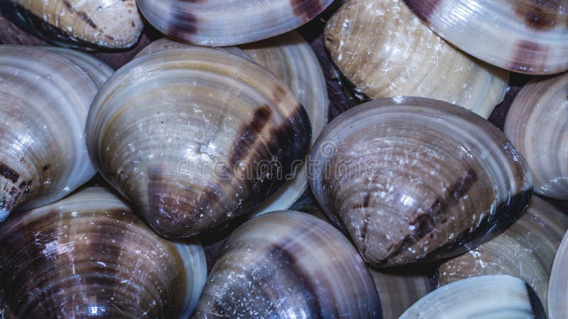 Stack of sea shells stock photo. Image of fresh, natural - 115350636