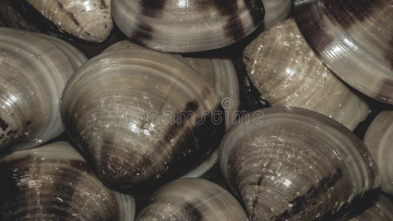 Stack of sea shells stock image. Image of cover, beach - 115350639