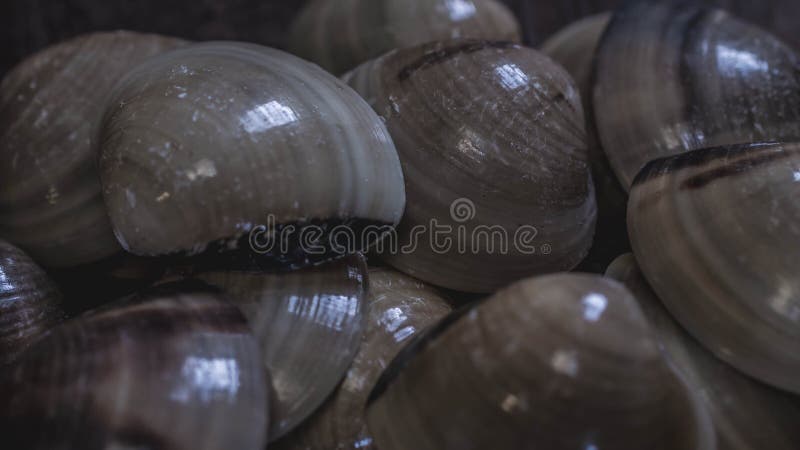 Stack of sea shells stock photo. Image of marina, gastronomy - 115350648