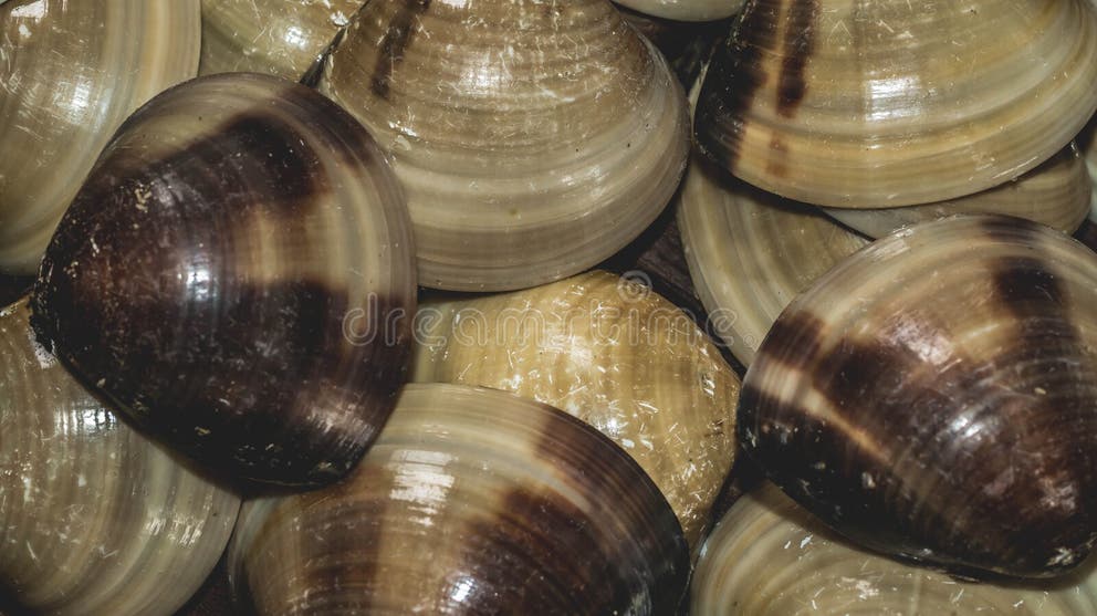 Stack of sea shells stock image. Image of cover, animal - 115350653
