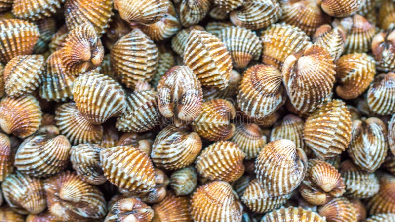 Stack of Sea Shells / Cockles Stock Image - Image of texture, nature ...