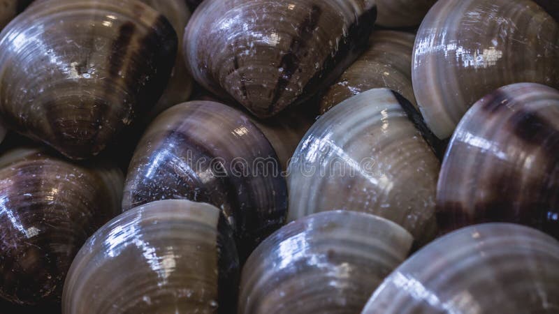 Stack of sea shells stock photo. Image of gourmet, bivalve - 115350570