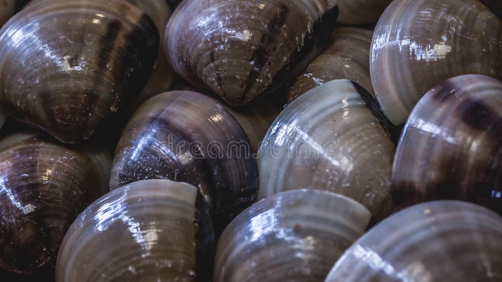 Stack of sea shells stock photo. Image of gourmet, bivalve - 115350570