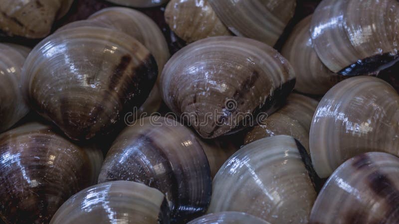 Stack of sea shells stock image. Image of background - 115350577