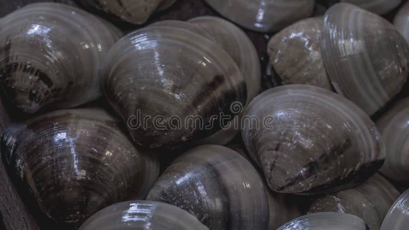 Stack of sea shells stock image. Image of seafood, aquatic - 115350599