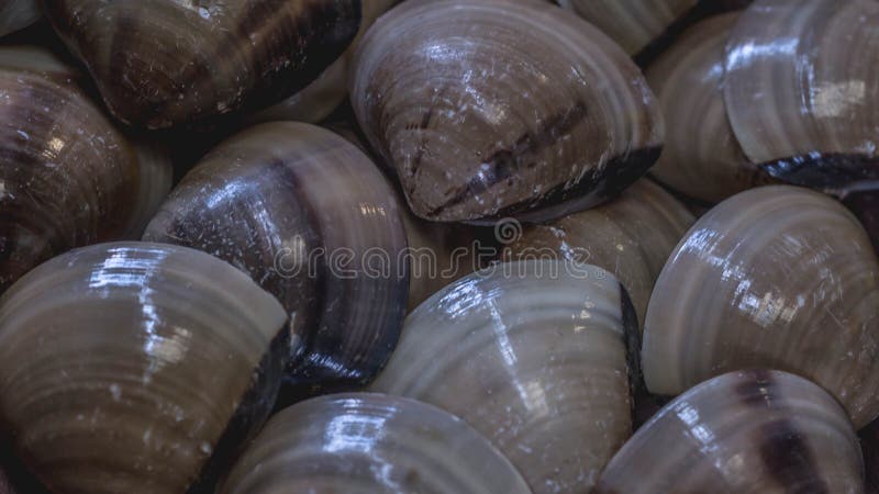 Stack of sea shells stock photo. Image of delicacy, diet - 115350606