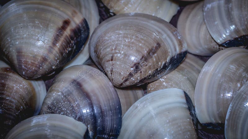 Stack of sea shells stock image. Image of delicious - 115350593