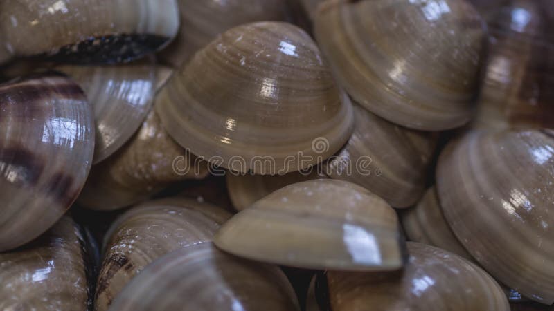 Stack of sea shells stock image. Image of diet, beach - 115350651