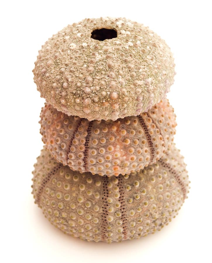 Stack of seashells stock image. Image of isolated, shell - 6617079