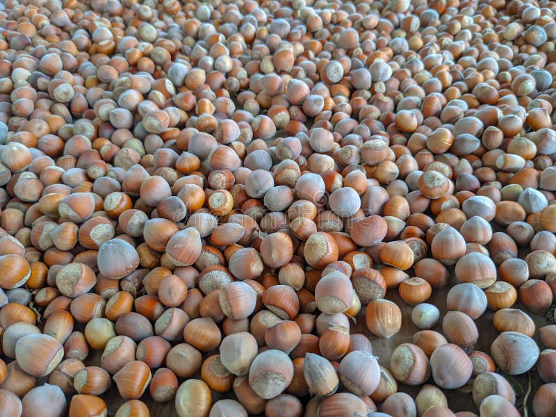 Hazelnut textured pattern stock photo. Image of hazelnut - 229596448