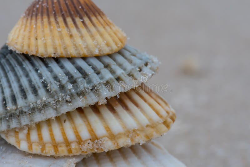 Stack of Shells Close Up Left Stock Photo - Image of neutral, cairn ...