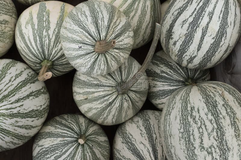 Silver edge pumpkins stock image. Image of halloween - 230206005