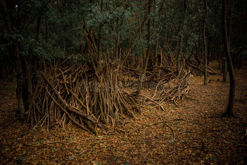 Stack of Small Broken Branches Next To Trees in a Forest during the ...