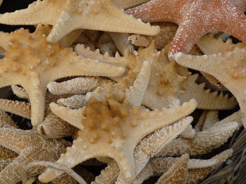 Stack of starfish stock image. Image of crete, greece - 54503933