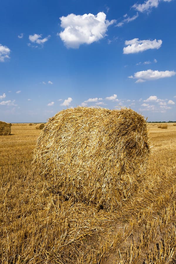 Stack of straw stock image. Image of golden, haymow, harvest - 80301711