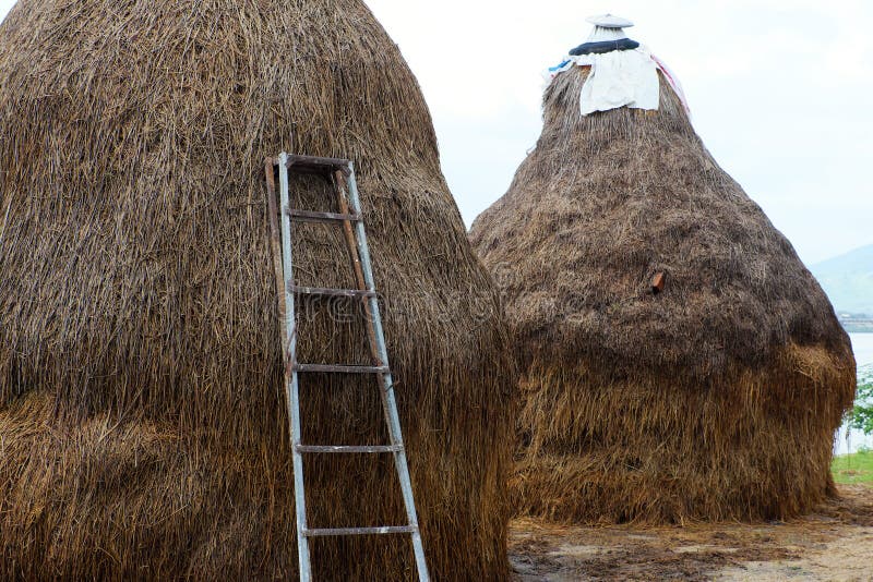 Stack of Straw, Dry Haystack Stock Image - Image of village, cattle ...