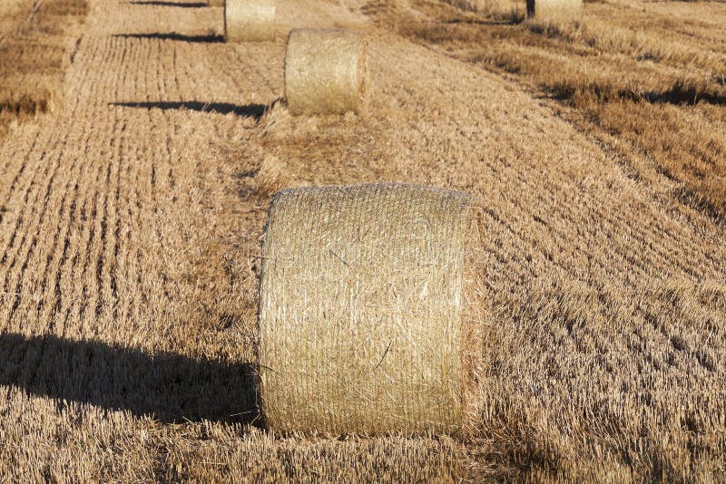 Stack of Straw in the Field Stock Photo - Image of nature, growth: 69668170