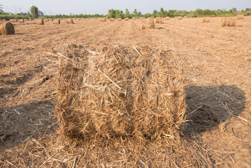 Stack of Straw in the Field. Stock Image - Image of agricultural, cloud ...