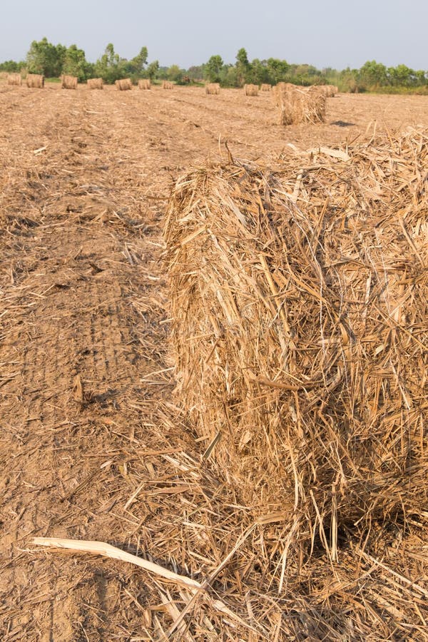 Stack of Straw in the Field. Stock Photo - Image of meadow, farm: 112310844