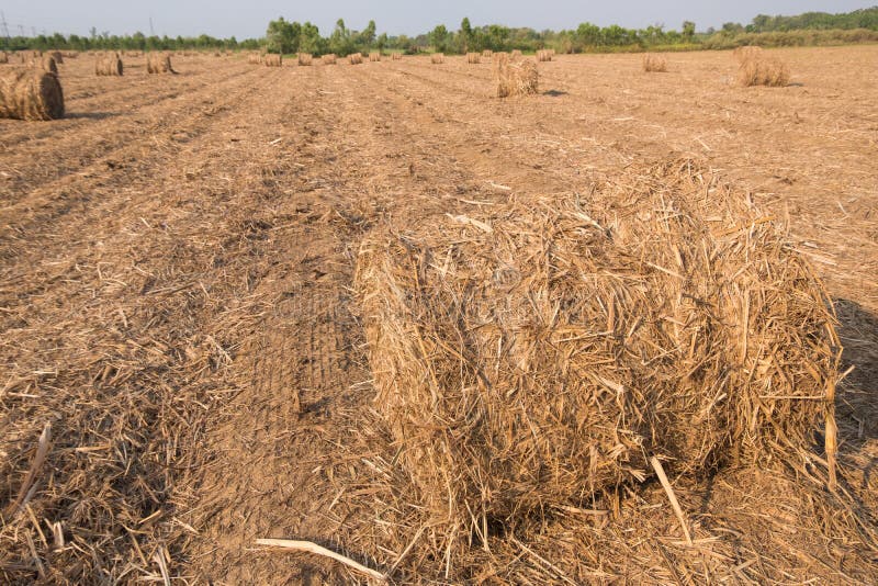 Stack of Straw in the Field. Stock Image - Image of orange, farming ...