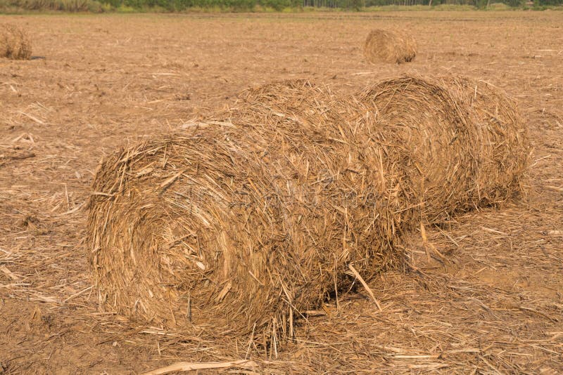 Stack of Straw in the Field. Stock Image - Image of scenery, season ...