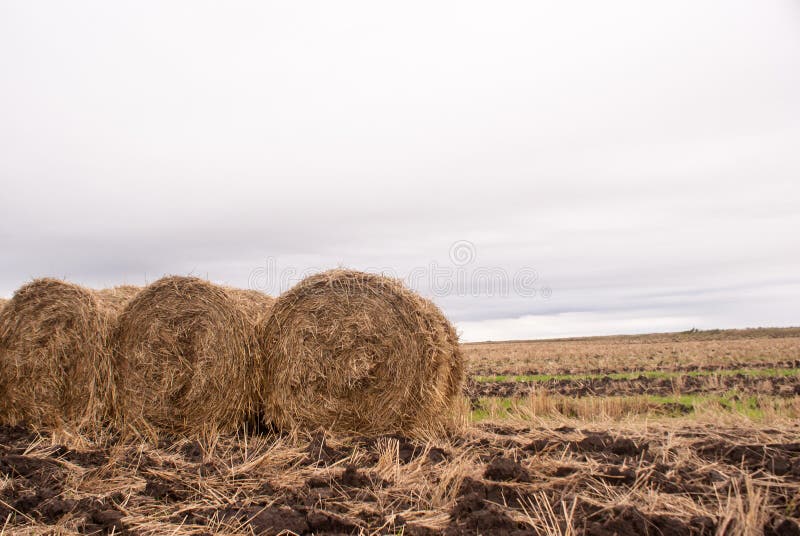 Stack of Straw in the Field Stock Image - Image of land, rural: 76983311