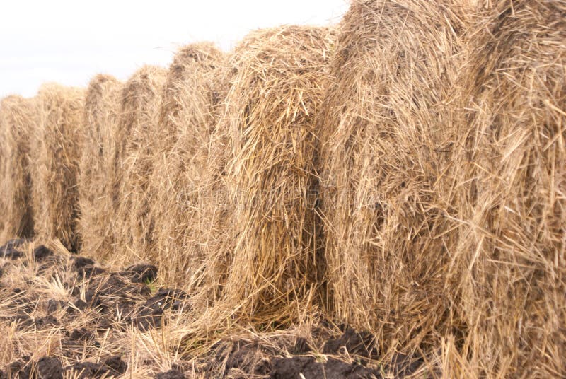 Stack of Straw in the Field Stock Image - Image of land, country: 76983343