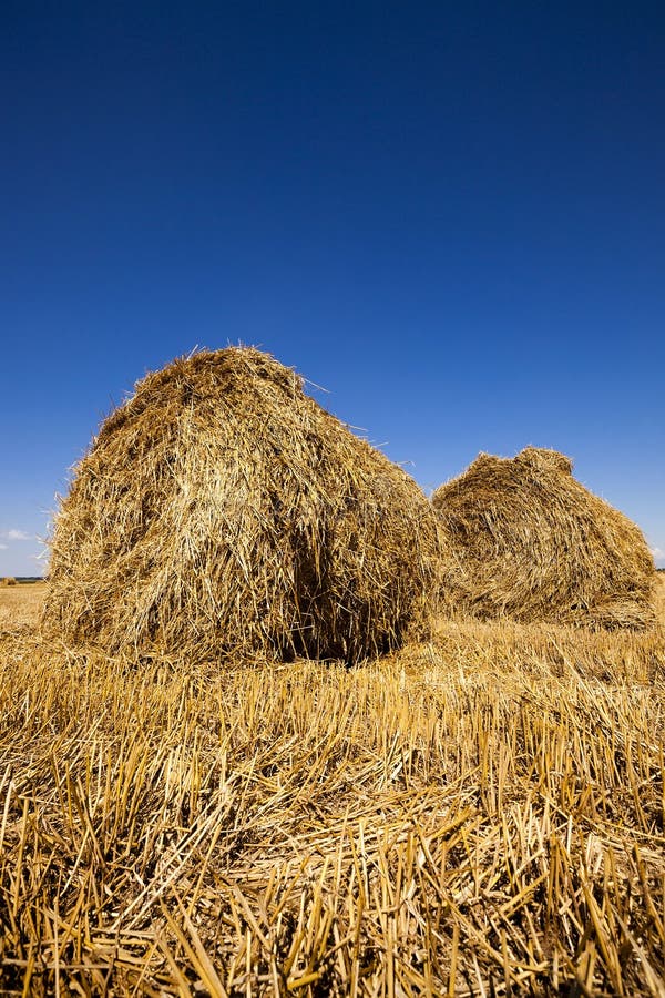 Stack of Straw in the Field Stock Image - Image of food, land: 61156039
