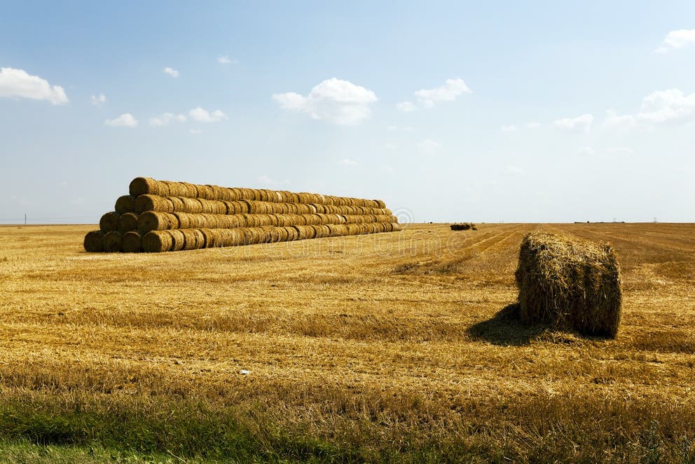 Stack of Straw in the Field Stock Image - Image of cereal, haystack ...