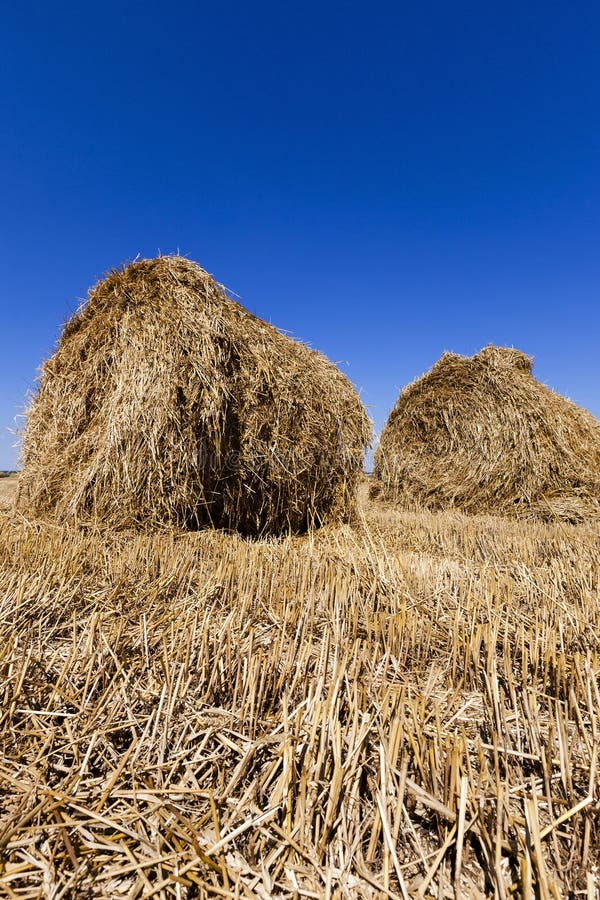 Stack of Straw in the Field Stock Photo - Image of gold, growth: 68817544