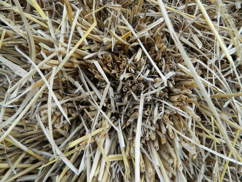 Stack of Straw in the Rice Farm. Stock Photo - Image of rice, abstract ...