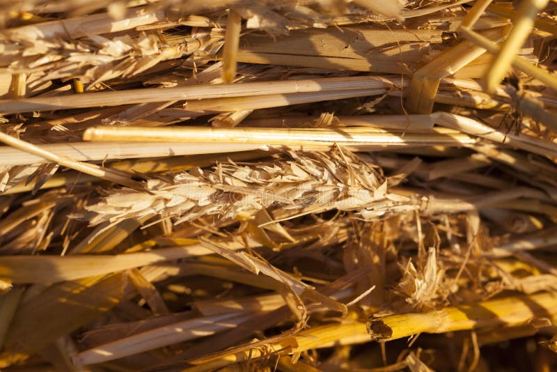 Stack of straw stock photo. Image of harvest, food, empty - 121609450