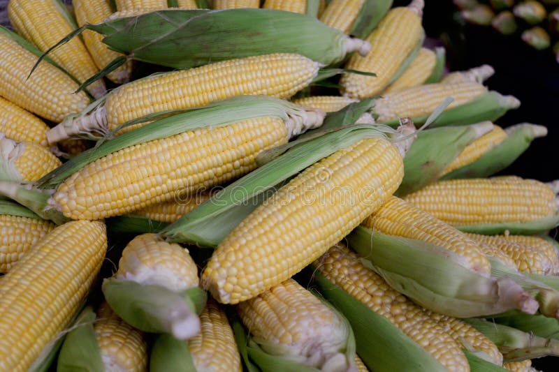 Stack of Sweet Raw Corn Ears after Harvest, Ripe Corn on the Cob with ...