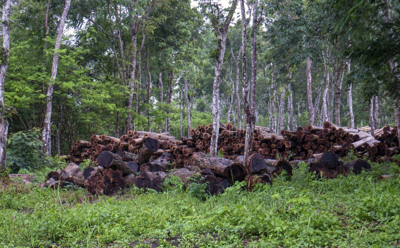 Stack of Teak Wood in the Forest, in Gunung Kidul, Indonesia Stock ...