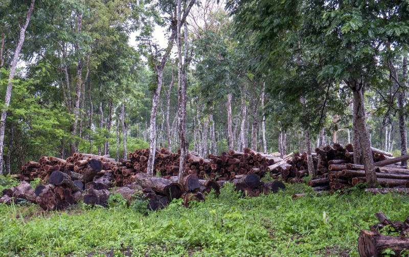 Stack of Teak Wood in the Forest, in Gunung Kidul, Indonesia Stock ...