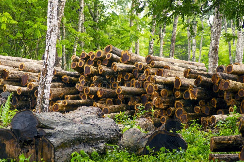 Stack of Teak Wood in the Forest, in Gunung Kidul, Indonesia Stock ...