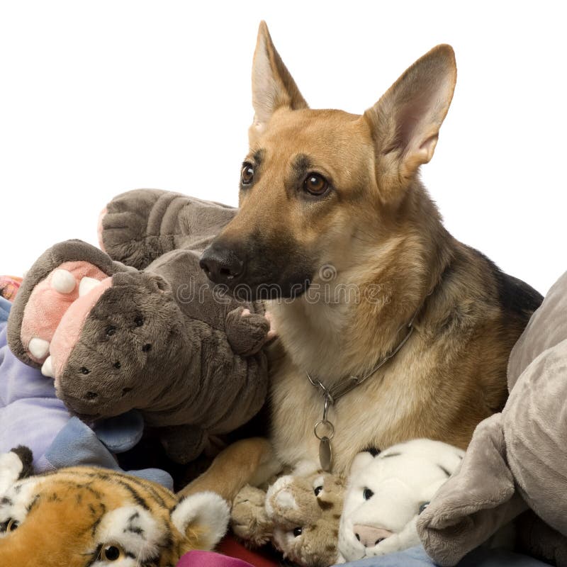 Stack of Teddy and a German Shepherd Stock Image - Image of bunch ...