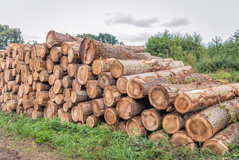 Stack of Thick Tree Trunks in the Forest Stock Image - Image of fell ...