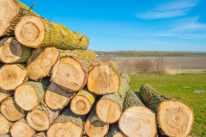 Stack of Timber Along a Road in Spring Stock Photo - Image of trees ...